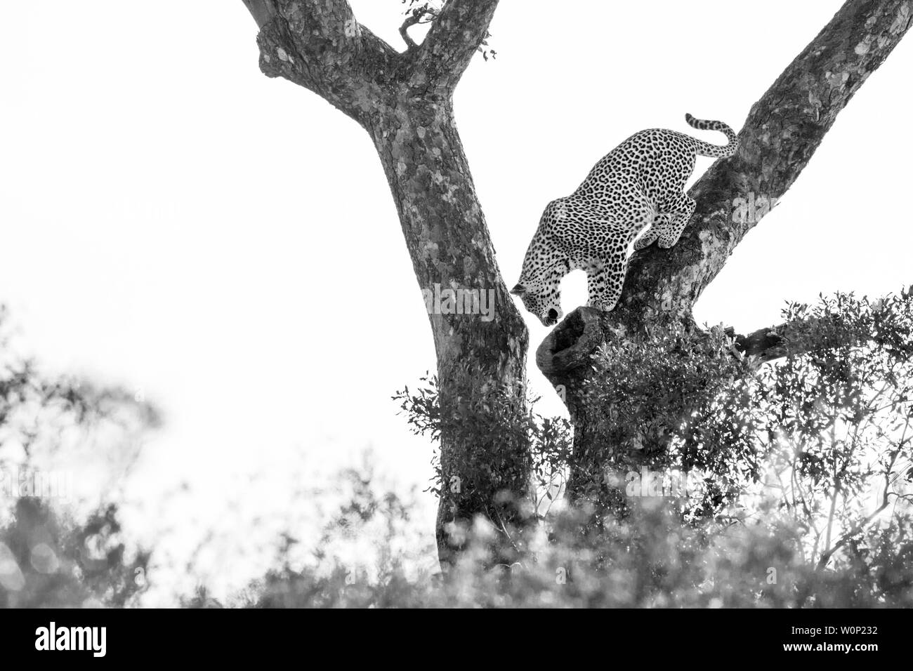 Leopard get down a tree in Kruger National park, South Africa ; Specie ...
