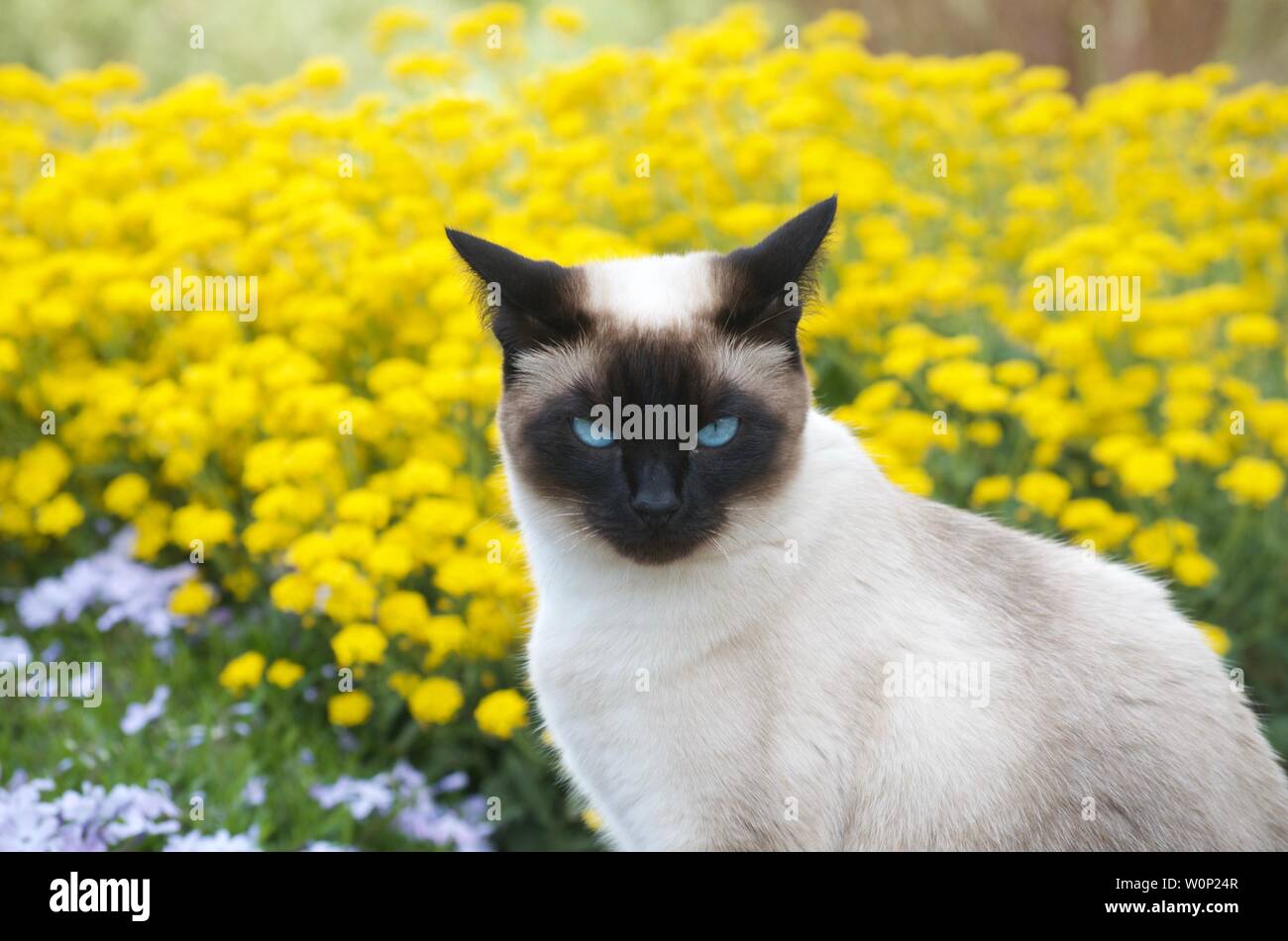Female girlie hi-res stock photography and images - Alamy