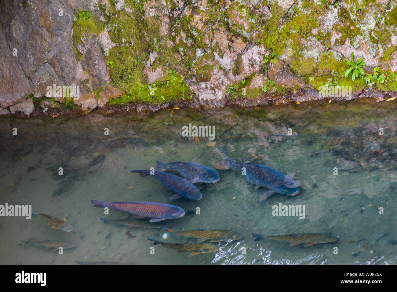 KYOTO, JAPAN, JANUARY - 2019 - Fishes at small canal at famous ...