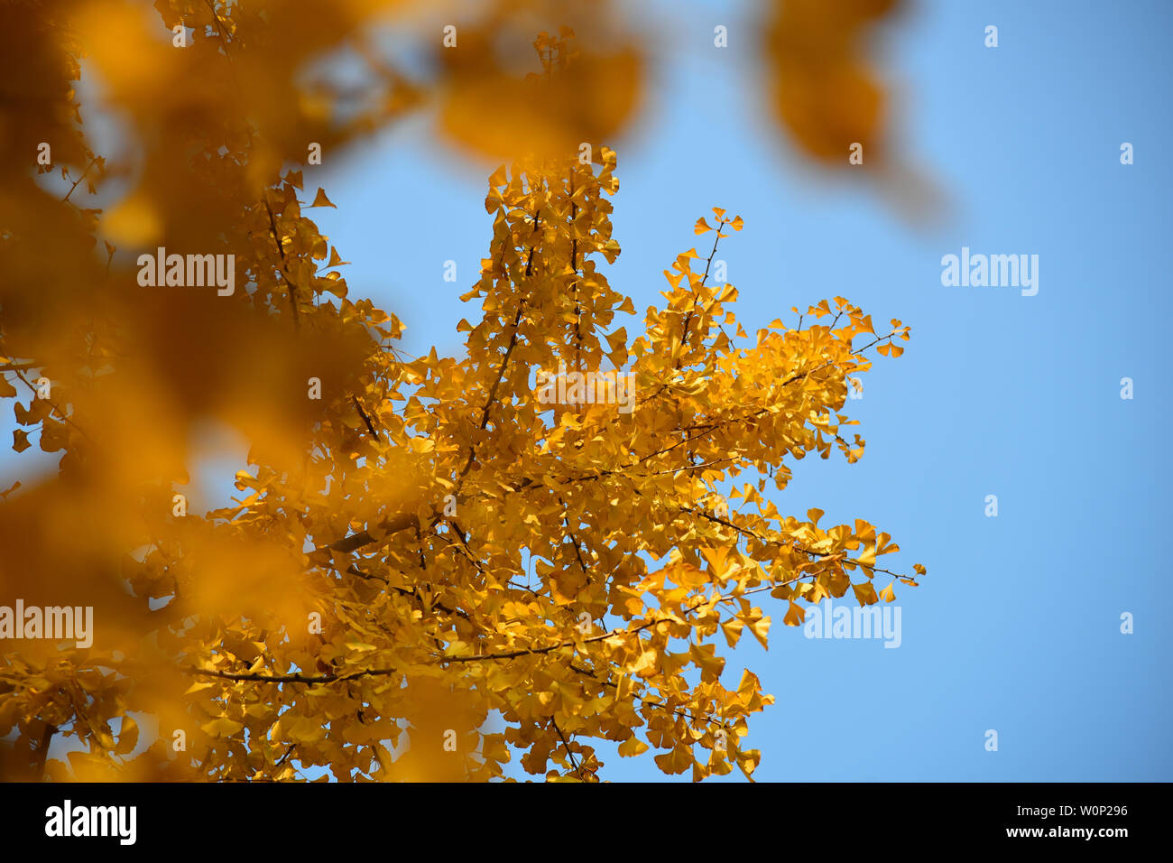 Golden Ginkgo biloba Stock Photo - Alamy