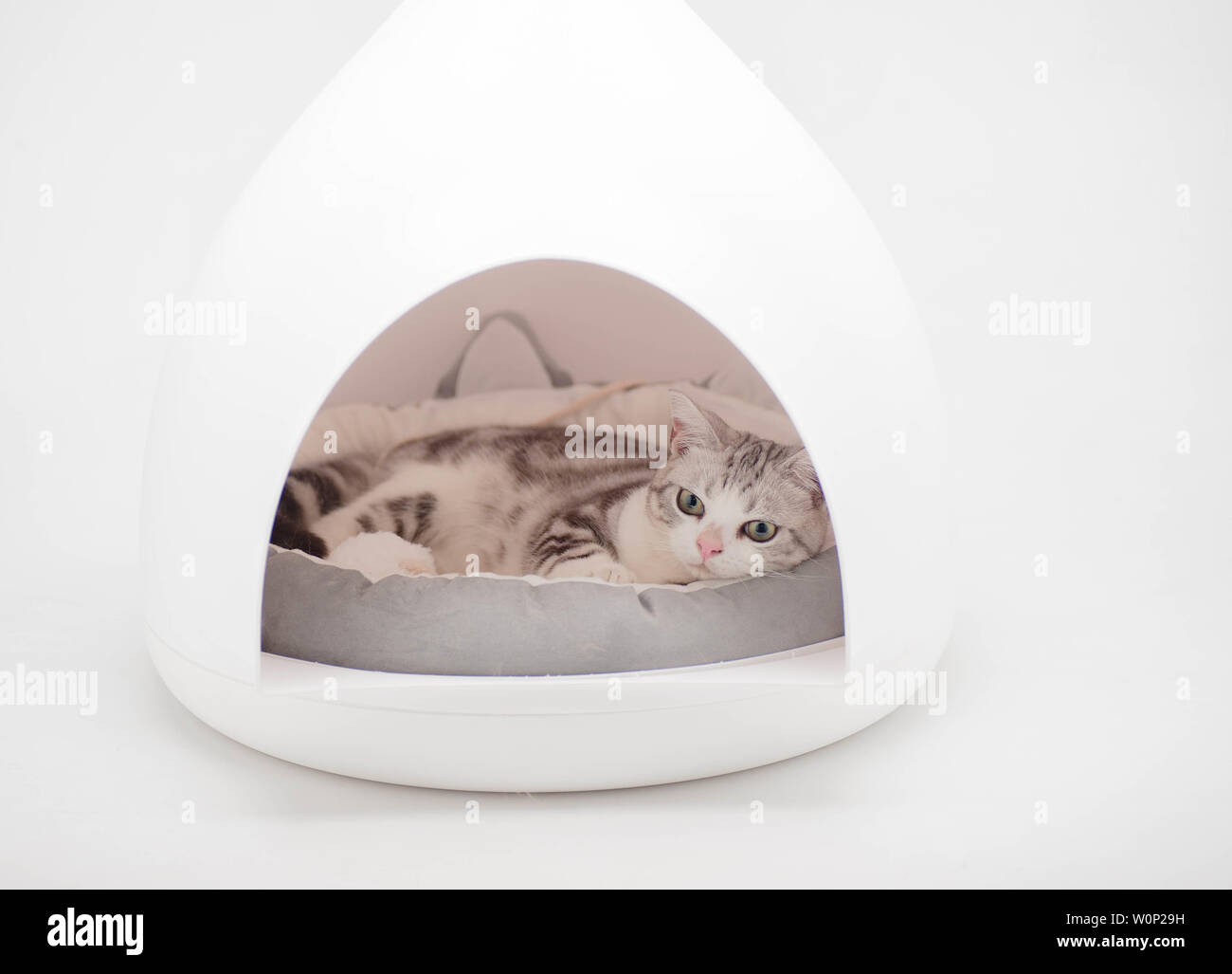 Animals as ornaments hi-res stock photography and images - Alamy