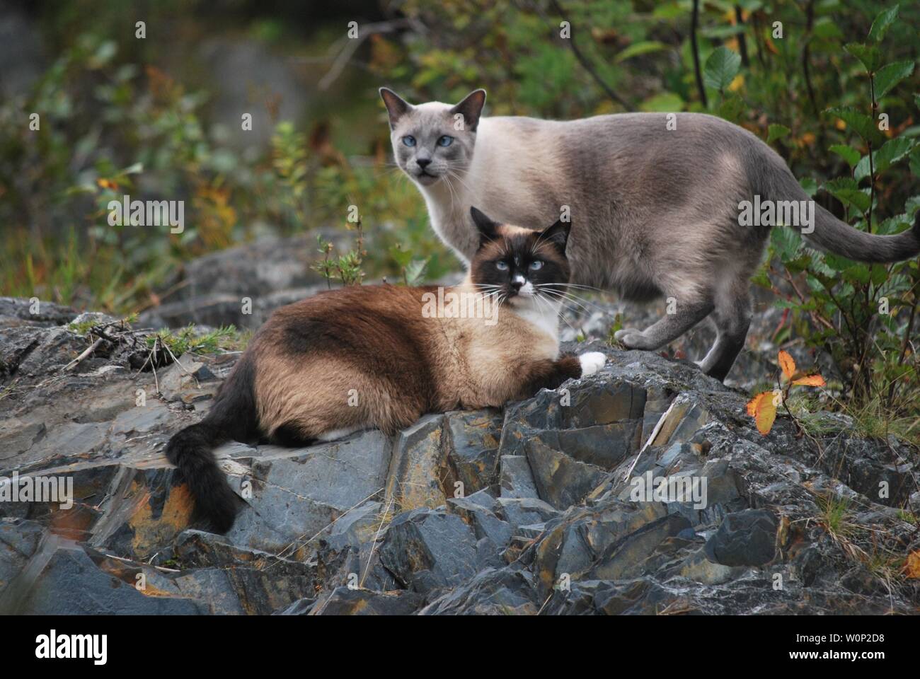 Siamese snowshoe hi-res stock photography and images - Alamy
