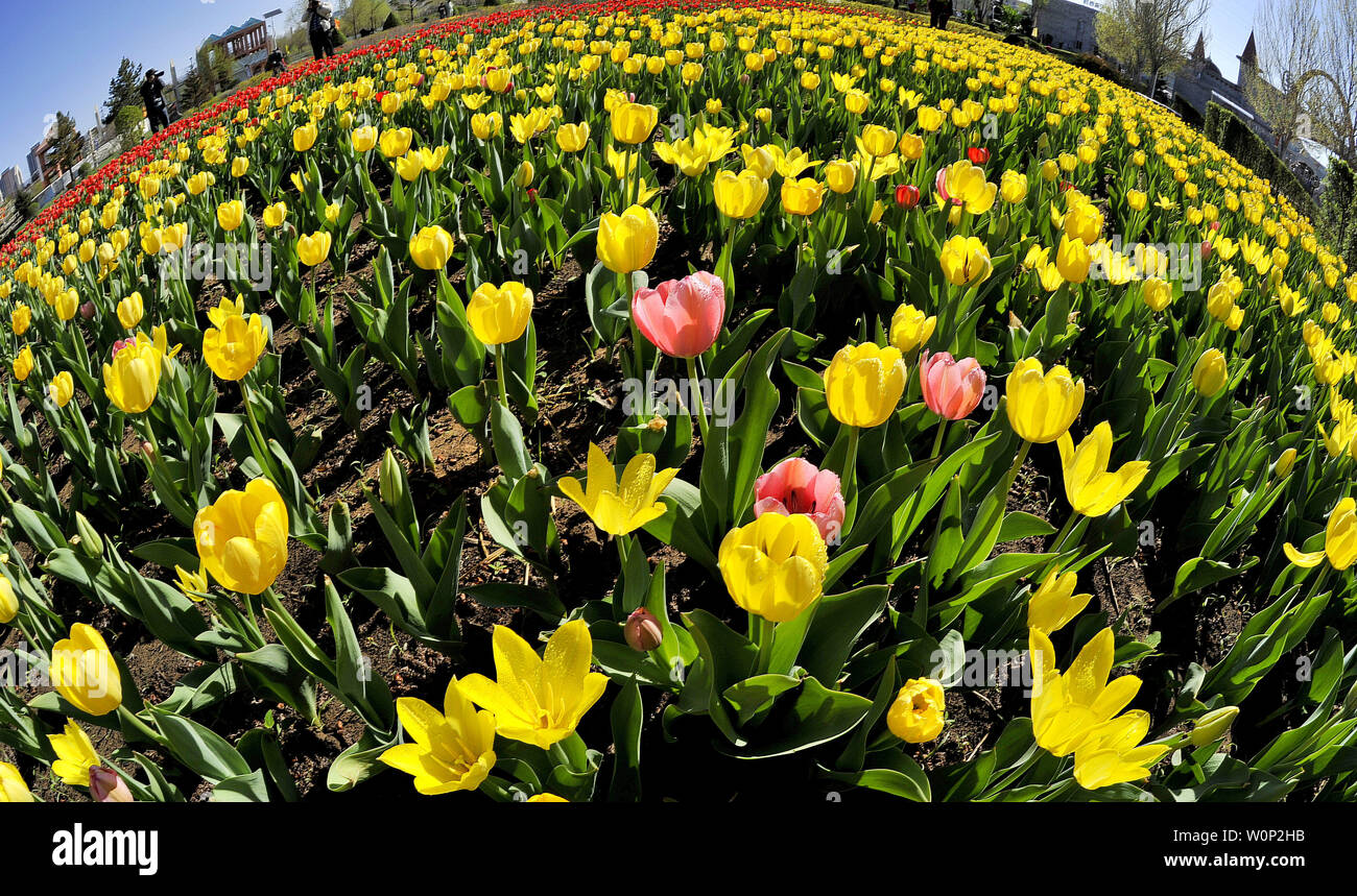Pretty tulip flowers Stock Photo - Alamy