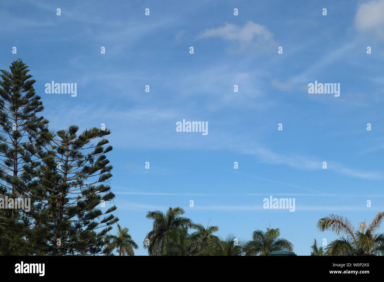 Trees and daylight sky Landscape Stock Photo - Alamy