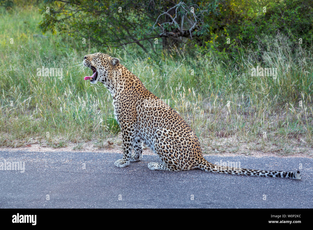 Leopard sitting and yawning on the road in Kruger National park, South ...