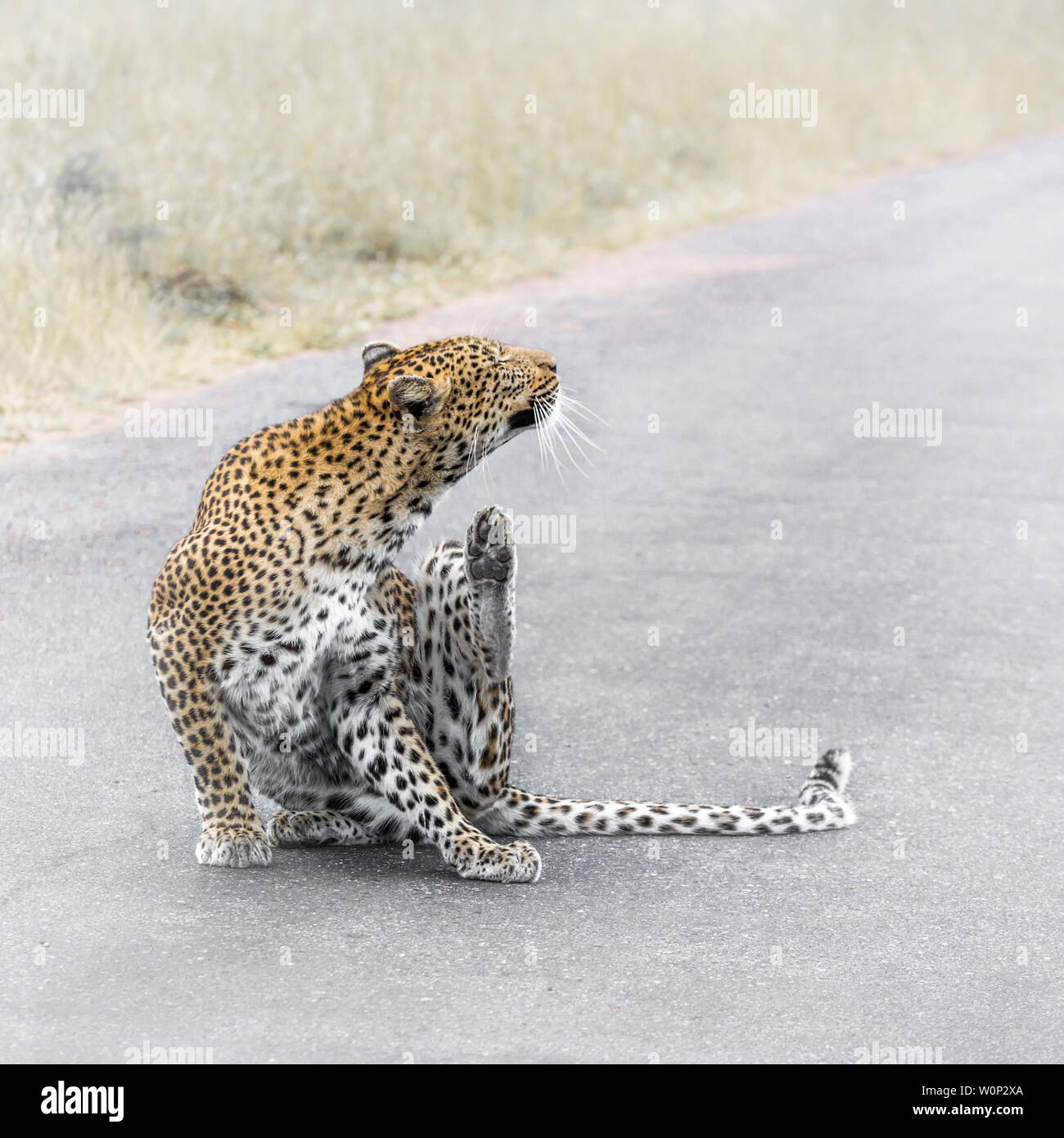Leopard scratching on the road in Kruger National park, South Africa ...