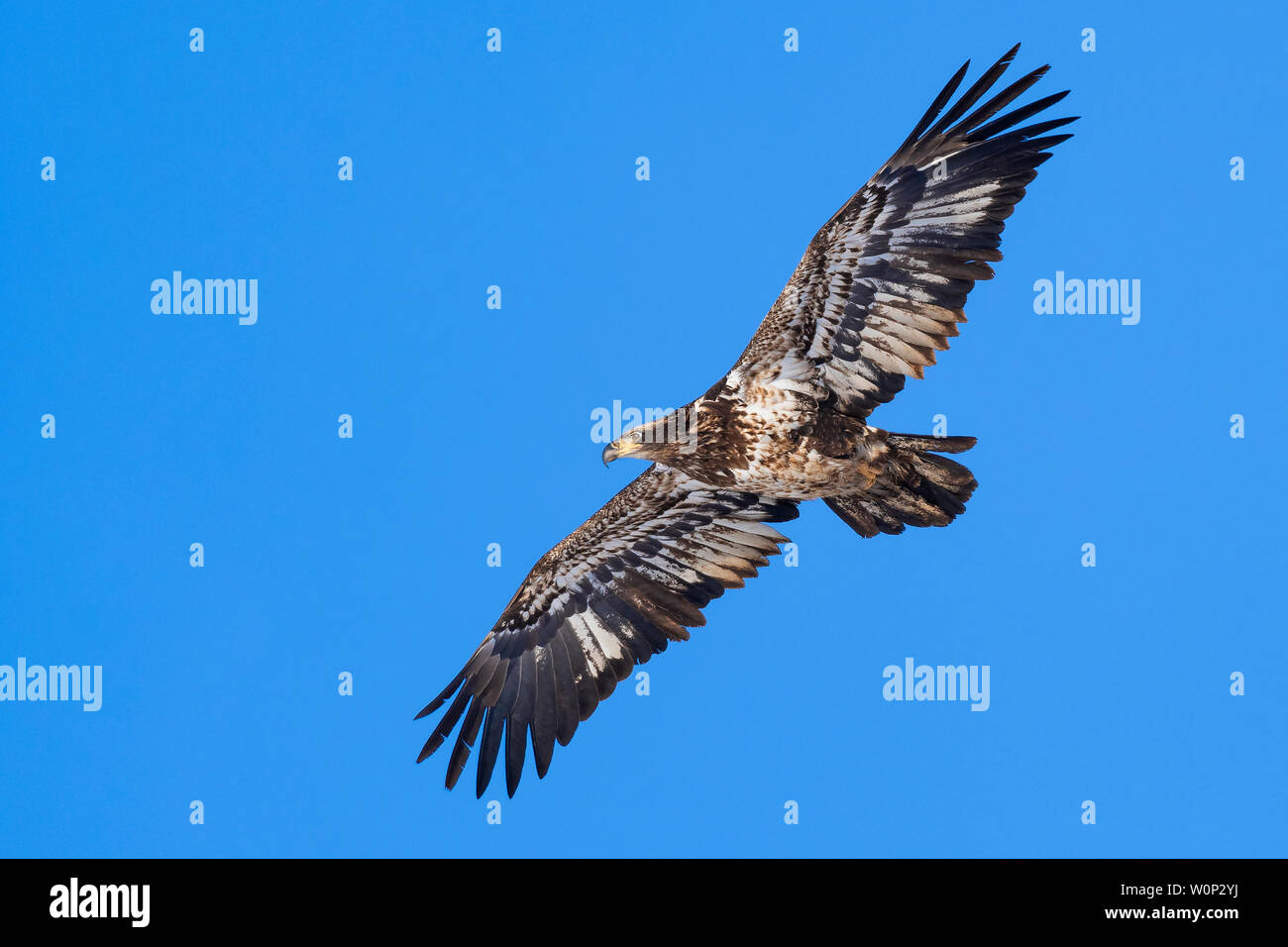 Eagle Fish America High Resolution Stock Photography and Images - Alamy