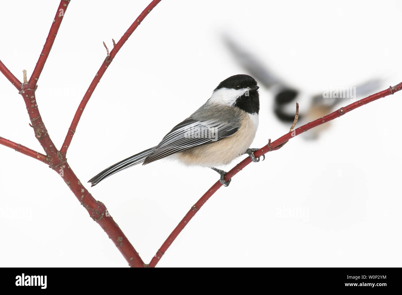 Backyard winter Cut Out Stock Images & Pictures - Alamy