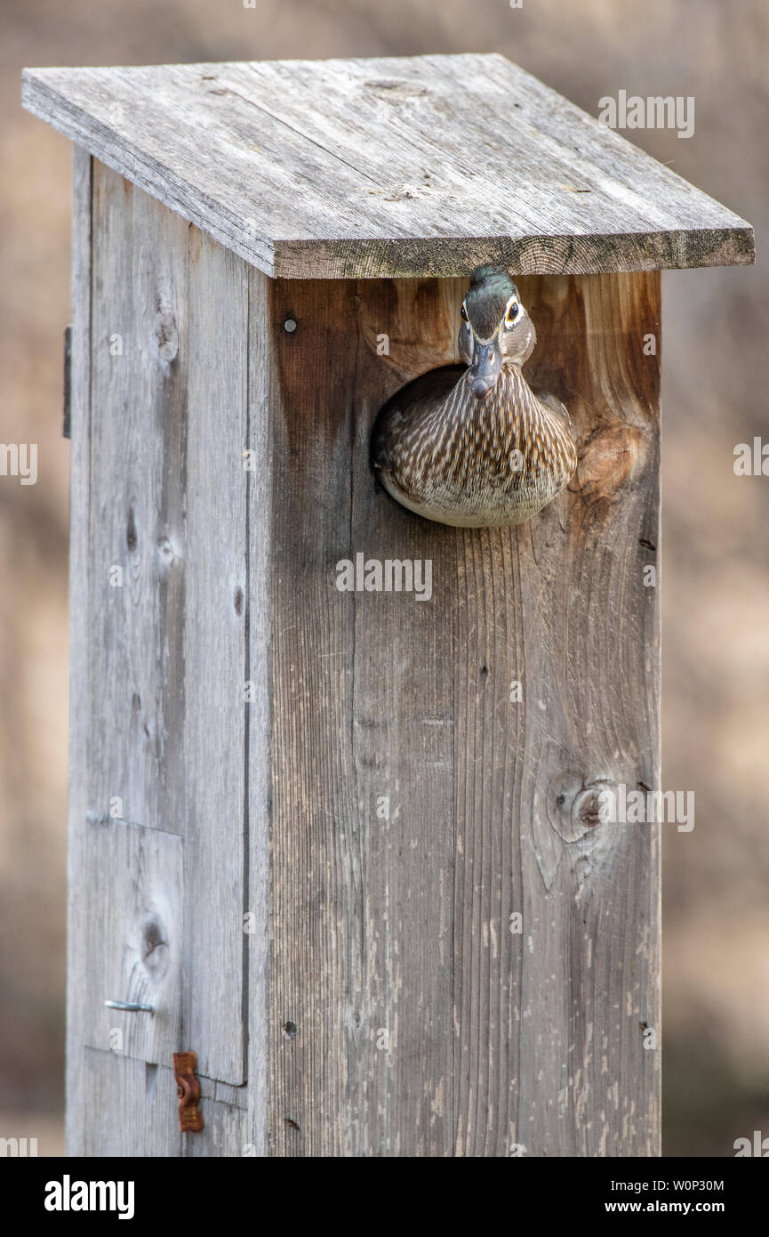 Wood Ducks (Aix sponsa) and Wood Duck nesting box, E North America, by ...