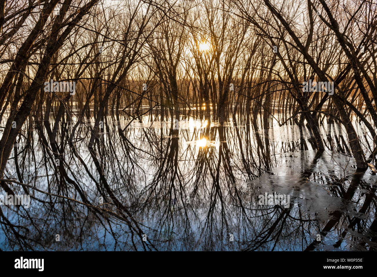 Spring flooding along floodplain of the St. Croix River, Spring, MN ...