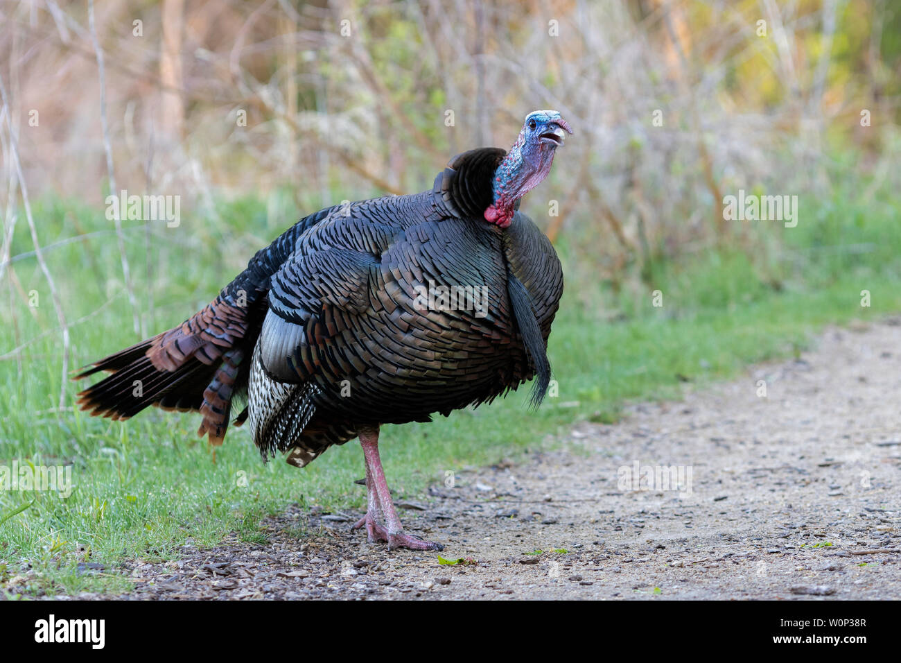 Wild turkey eating hi-res stock photography and images - Alamy