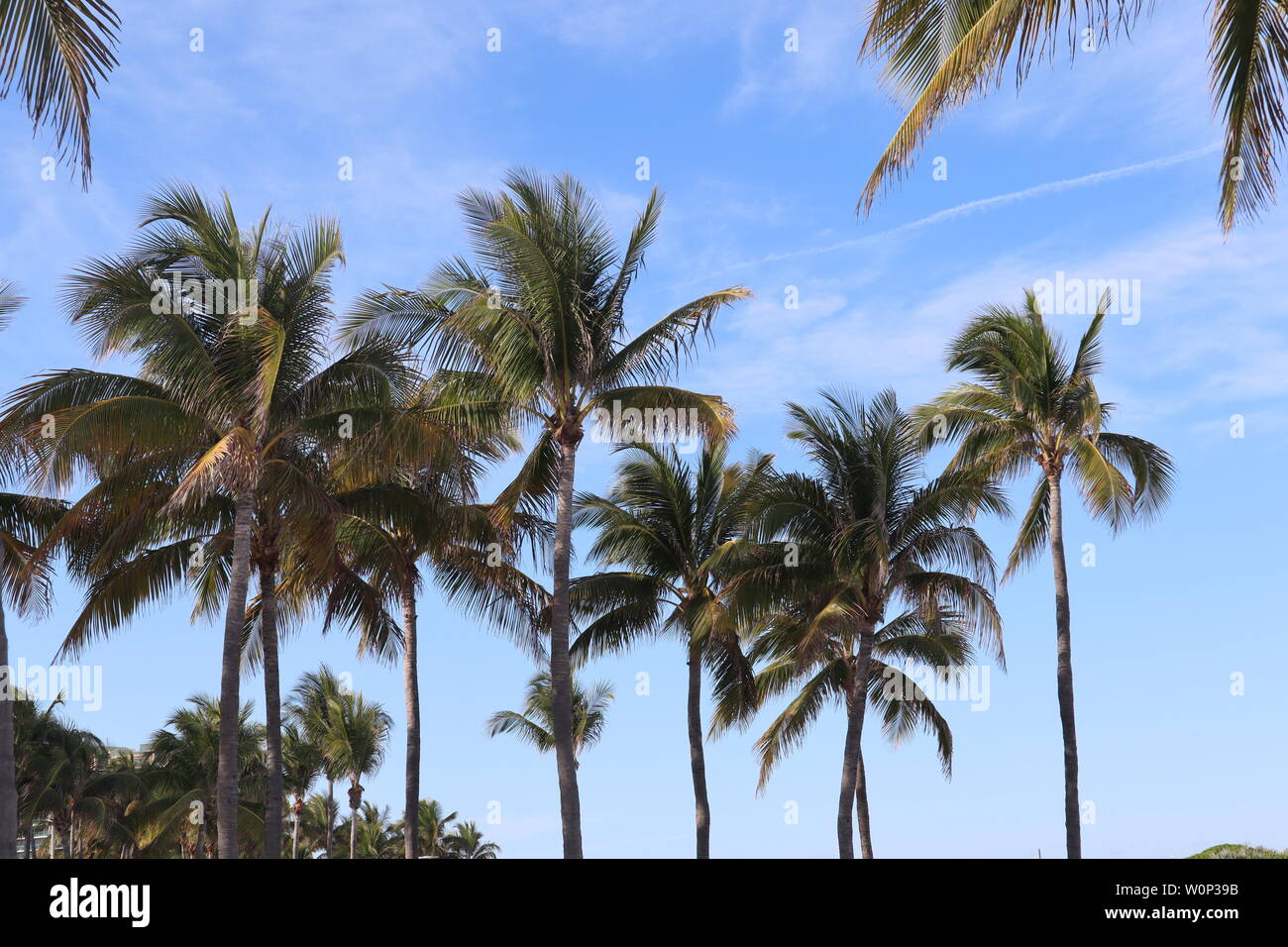 Palm Trees background Stock Photo - Alamy