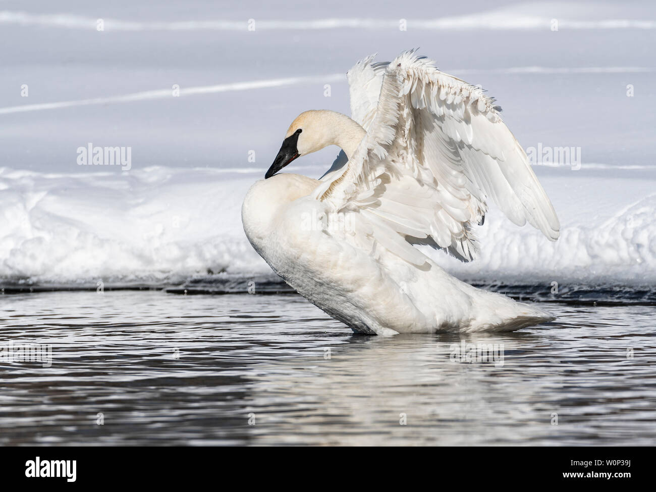 Trumpeter swan (Cygnus buccinator) flapping its wings. St. Croix River ...