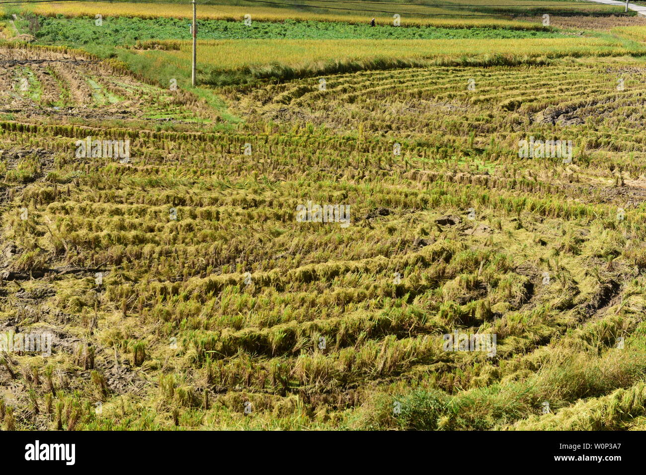 High-definition rice spike Stock Photo - Alamy