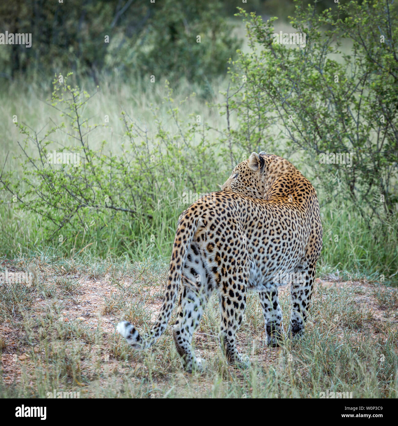 Leopard rear view in green savannah in Kruger National park, South ...