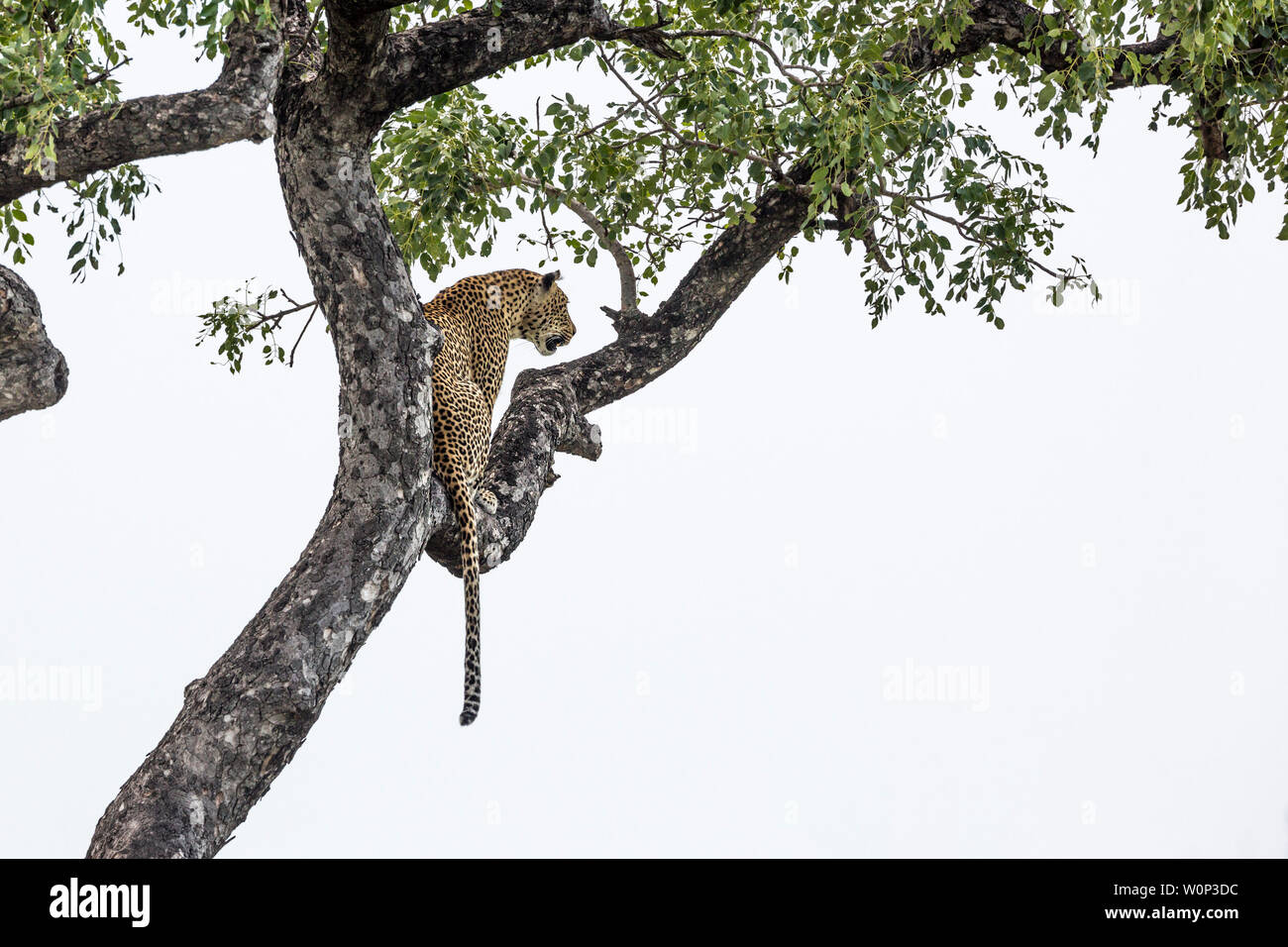 Leopard sitting in a tree Kruger National park, South Africa ; Specie ...