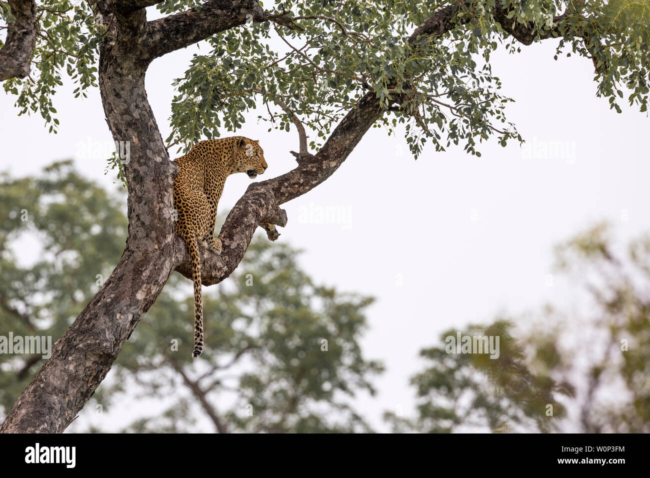 Leopard Seated High Resolution Stock Photography and Images - Alamy
