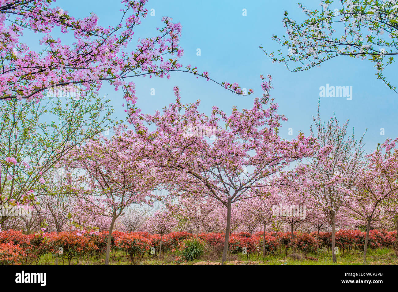 peach blossom forest Stock Photo - Alamy