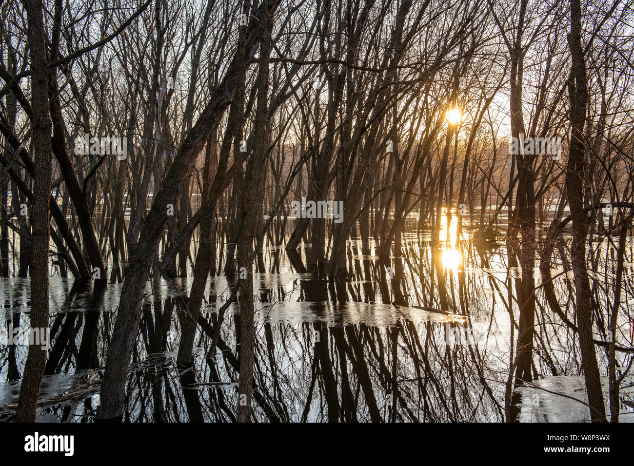 Spring flooding along floodplain of the St. Croix River, Spring, MN ...