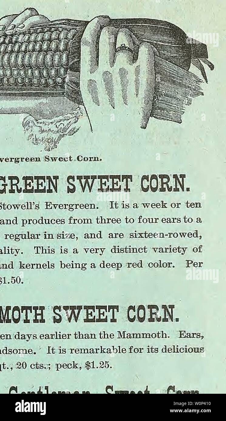 Archive image from page 4 of Descriptive catalogue of vegetable, flower ...