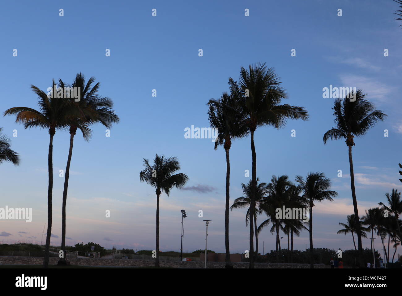 Sunset pink and blue Palm Trees background Stock Photo - Alamy