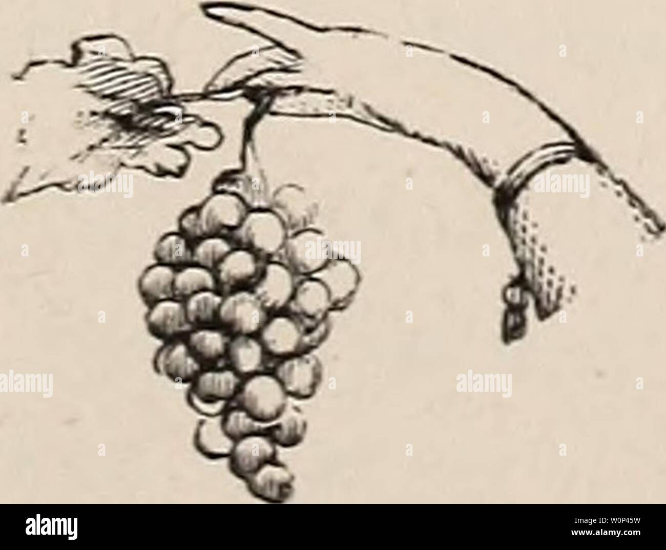 Archive image from page 6 of A descriptive catalogue of fruits Stock ...