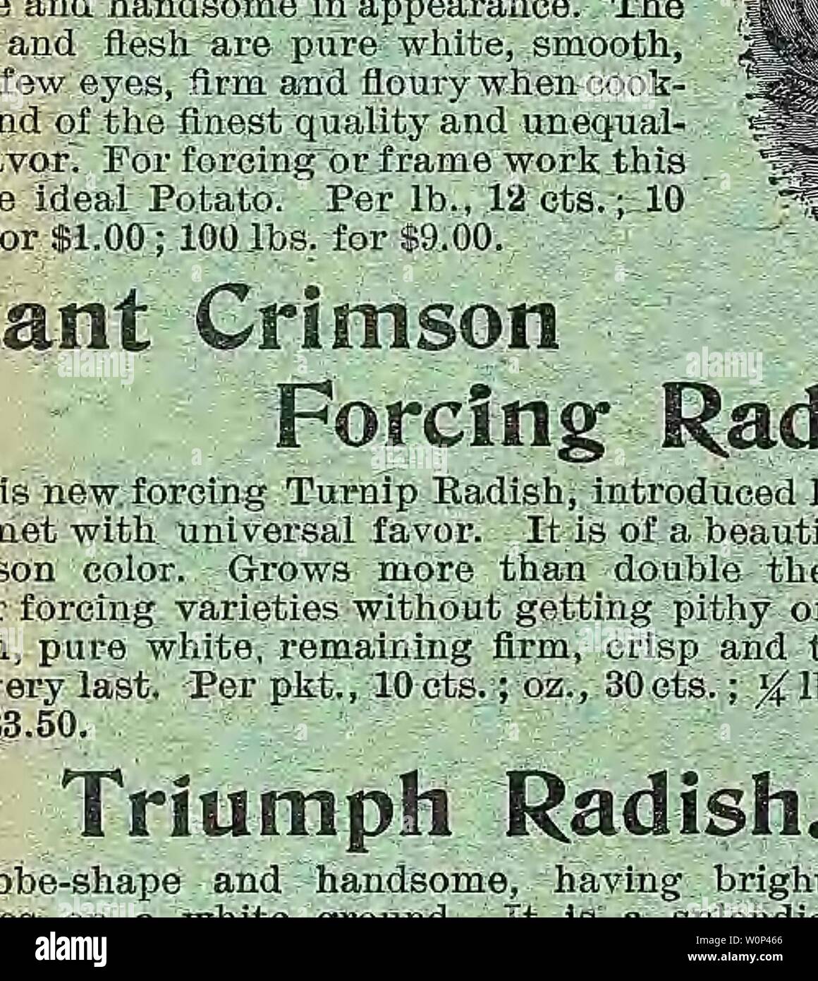 Miss primrose hi-res stock photography and images - Alamy