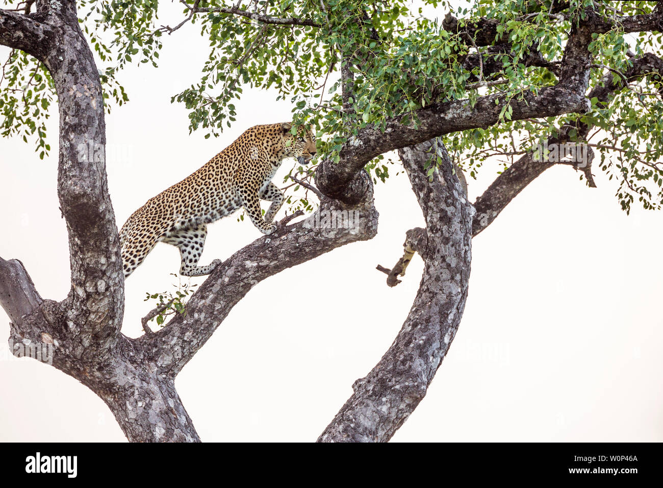 Leopard walking in a tree in Kruger National park, South Africa ...