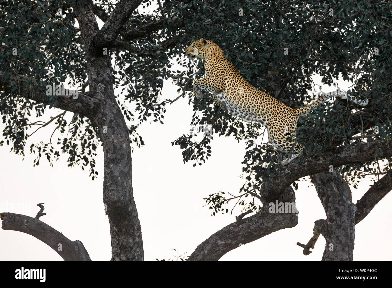Leopard jumping up in a tree in Kruger National park, South Africa ...