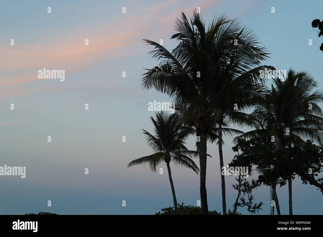 Sunset pink and blue Palm Trees background Stock Photo - Alamy