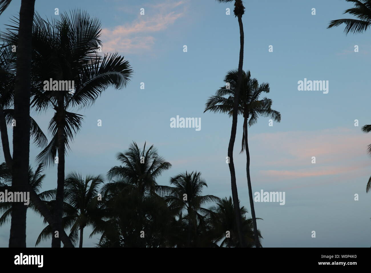 Sunset pink and blue Palm Trees background Stock Photo - Alamy