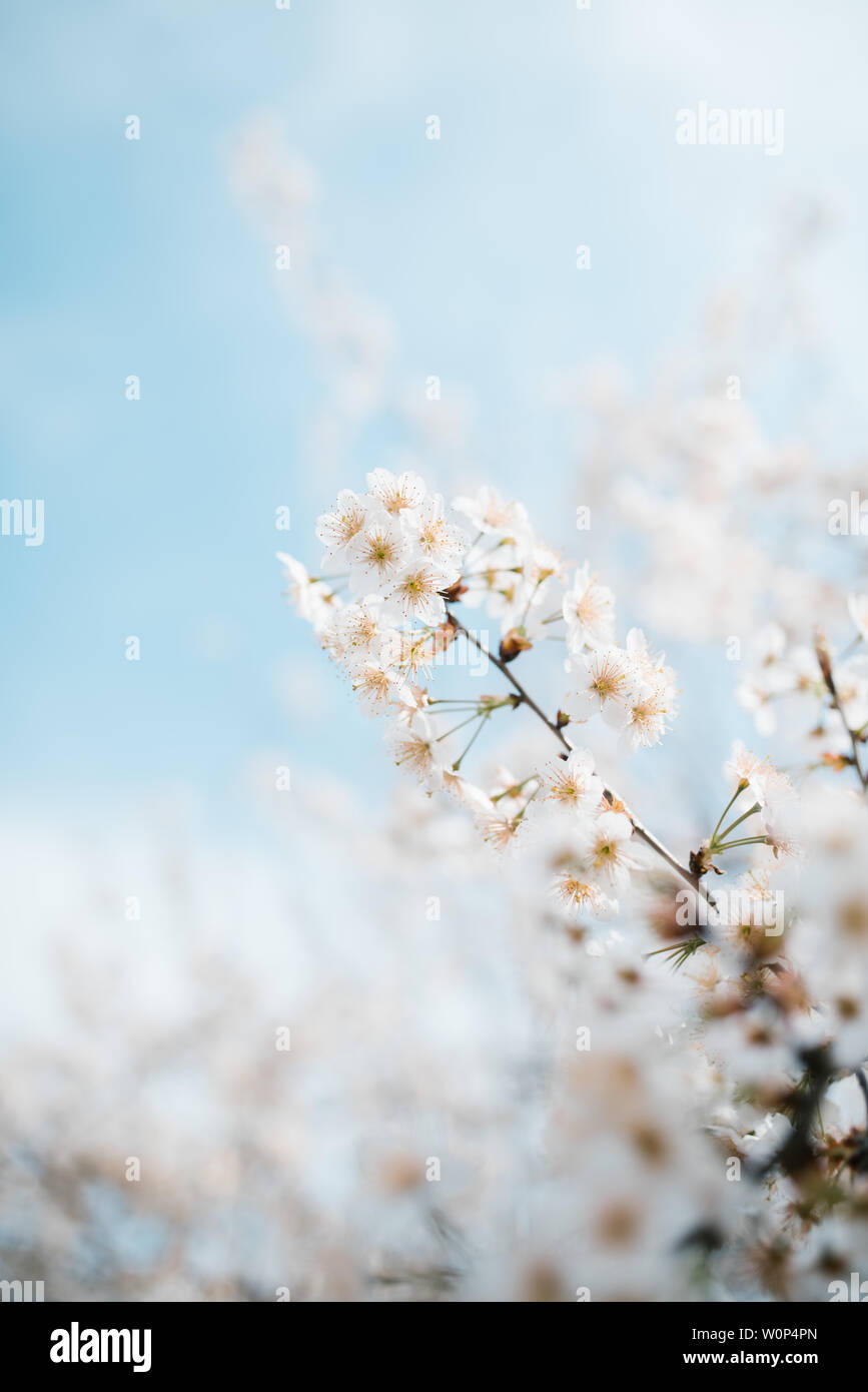 Chun sun hi-res stock photography and images - Alamy