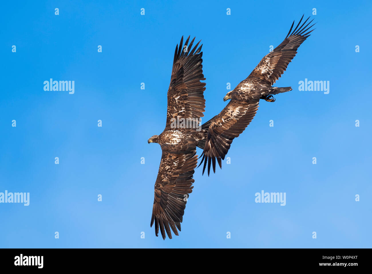 Adult bold eagle hi-res stock photography and images - Alamy