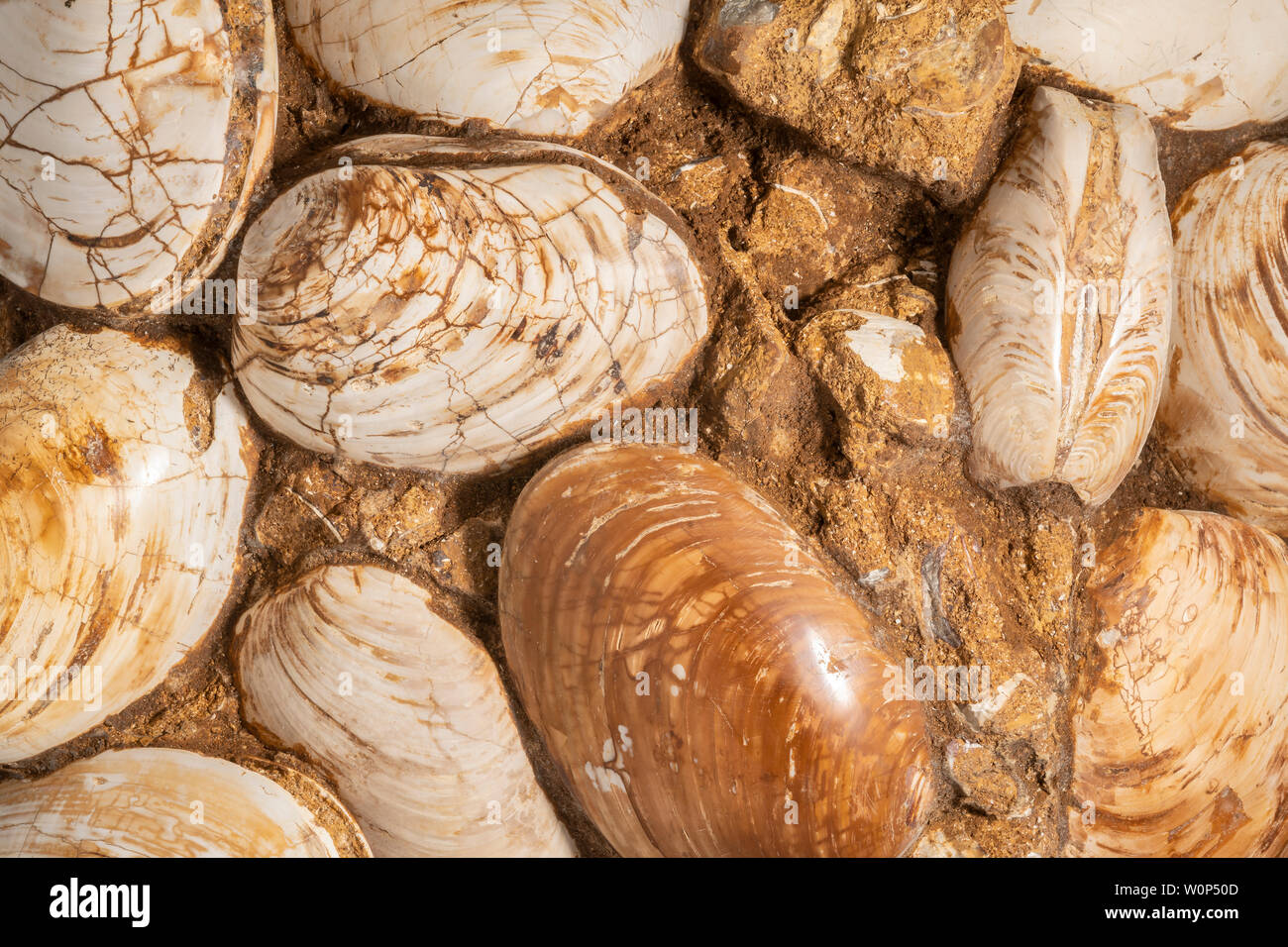 Clam fossils hi-res stock photography and images - Alamy