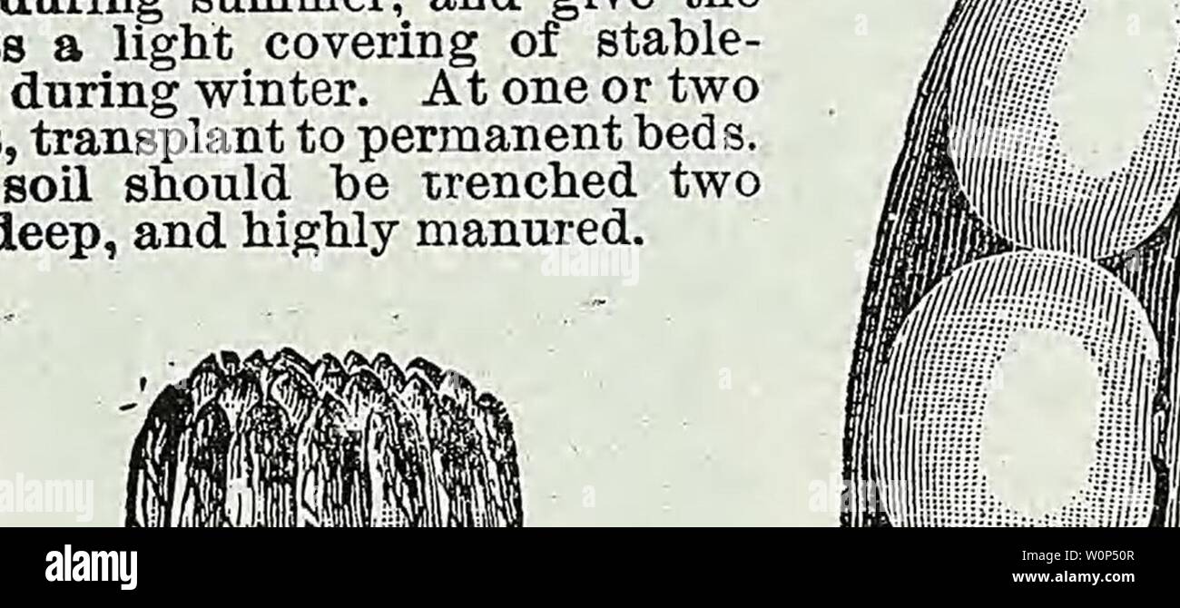 Archive image from page 10 of Descriptive catalogue of vegetable ...