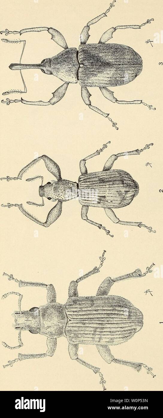 Weevils