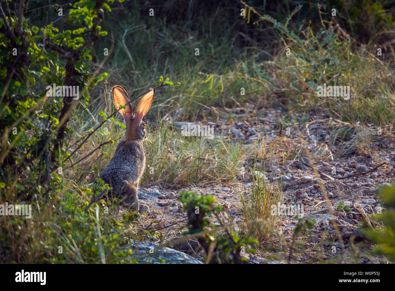 Scrub hare rear view in backlit in Kruger National park, South Africa ...