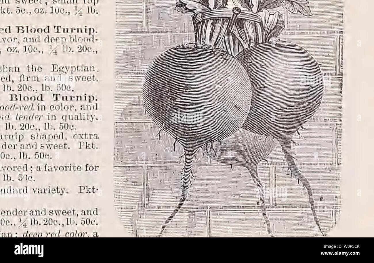 Archive image from page 12 of Descriptive catalogue of vegetable ...