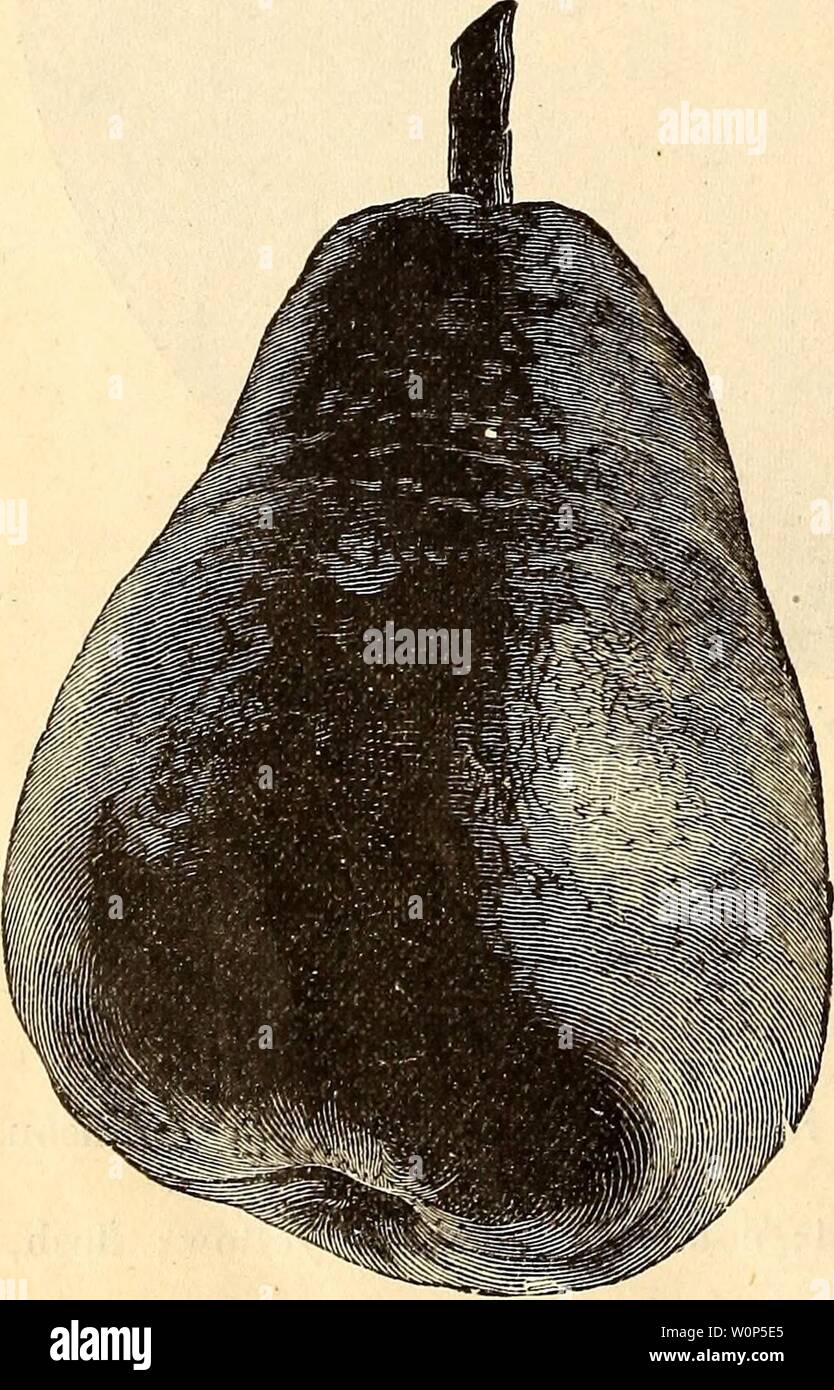 Archive image from page 13 of Descriptive catalogue of large and Stock ...