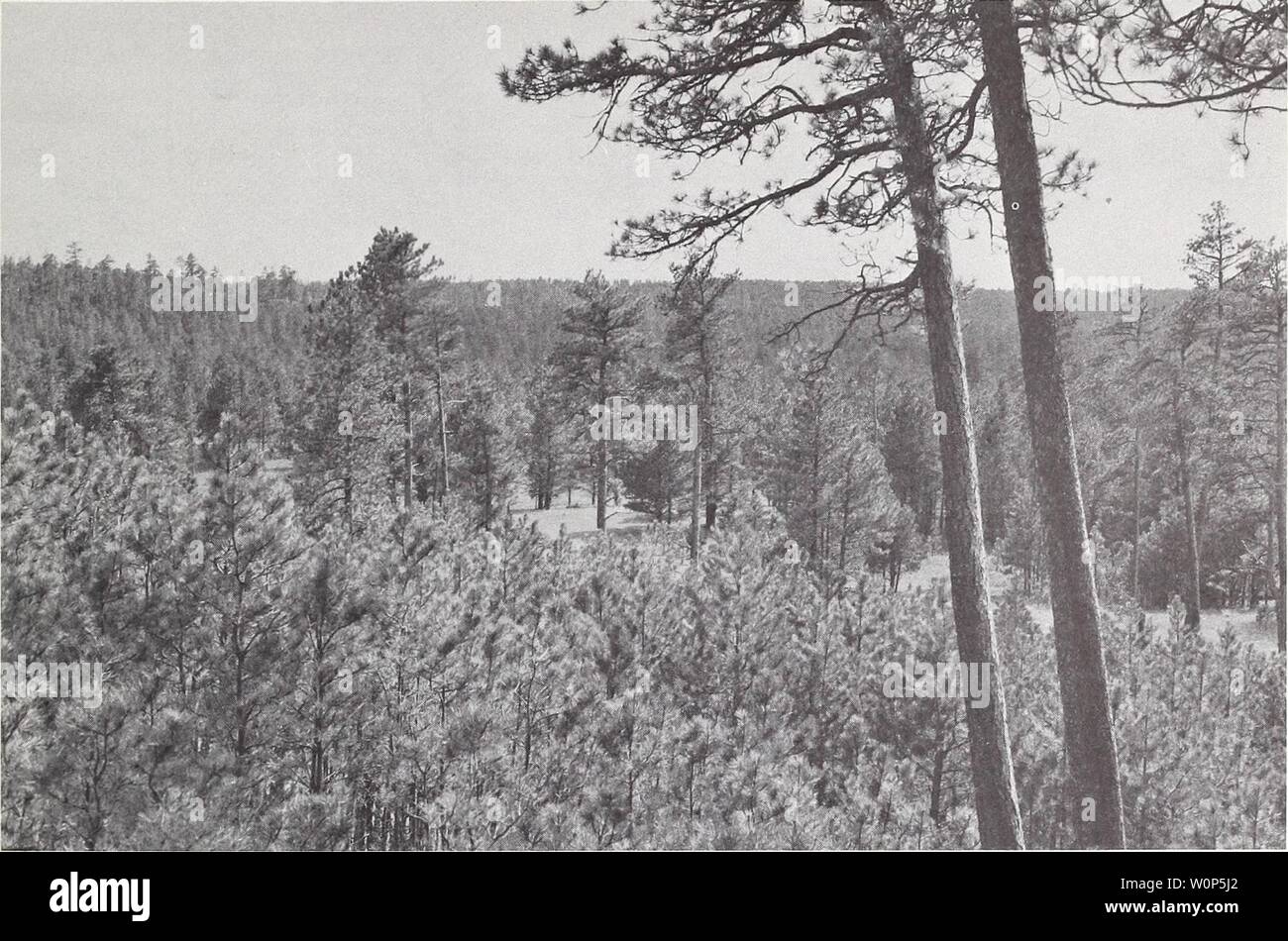 Western larch drawing hi-res stock photography and images - Alamy