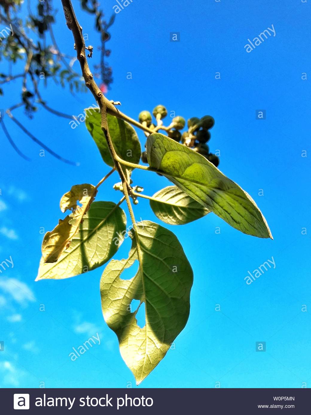 Terminalia Trees Stock Photos & Terminalia Trees Stock Images - Alamy