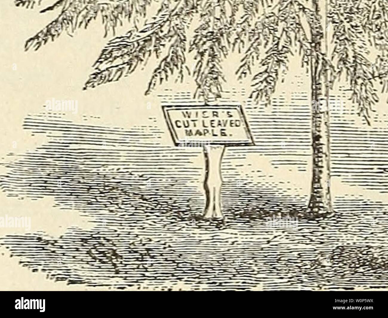 Archive image from page 15 of Descriptive catalogue of hardy ornamental ...