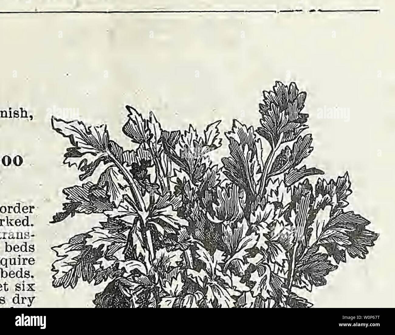 Archive image from page 16 of Descriptive catalogue of vegetable ...