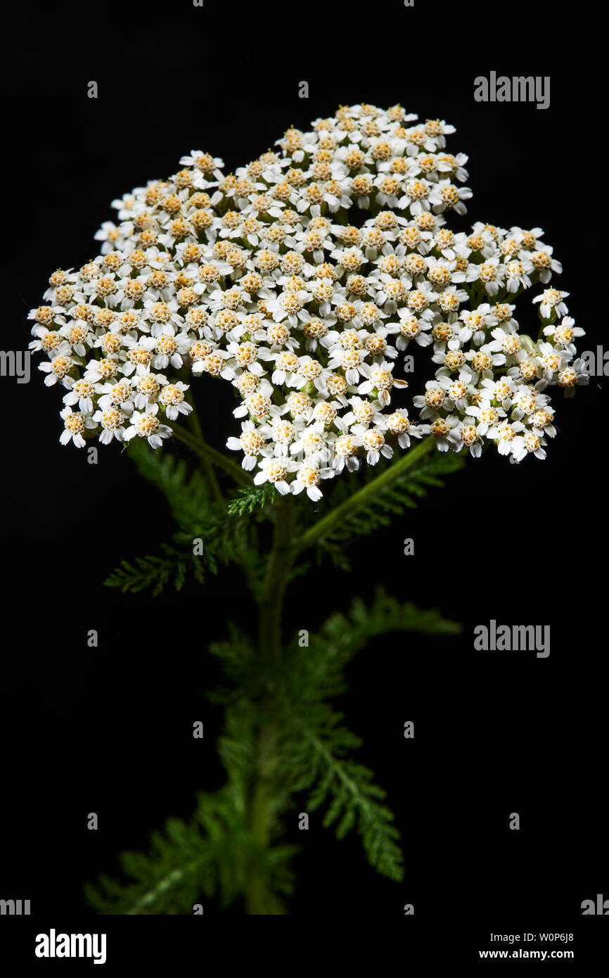 Yarrow herb hi-res stock photography and images - Alamy