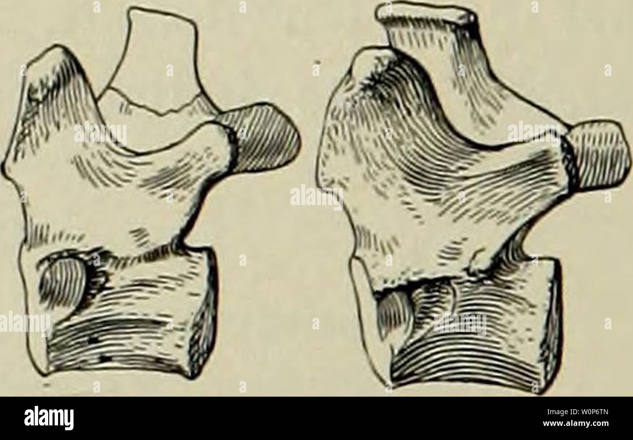 Dorsal faces hi-res stock photography and images - Alamy