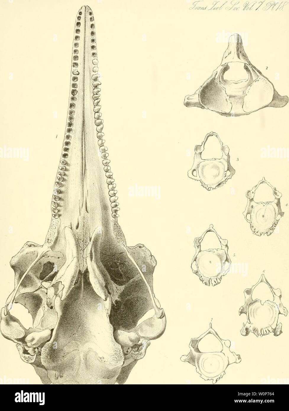 Delphinus sinensis hi-res stock photography and images - Alamy