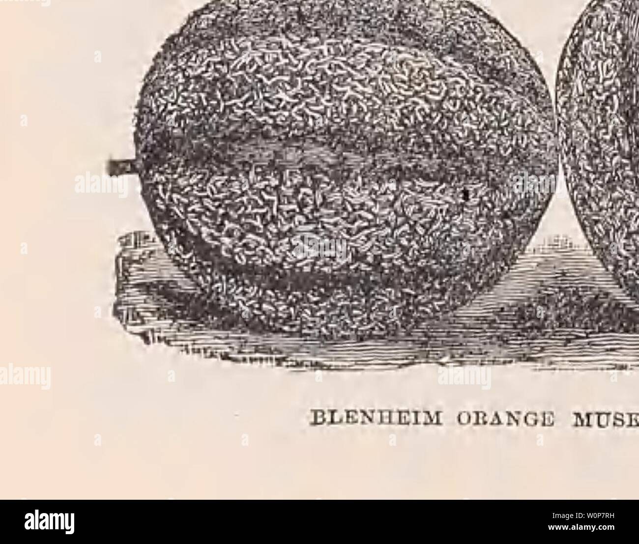 Archive image from page 21 of Descriptive catalogue of vegetable ...