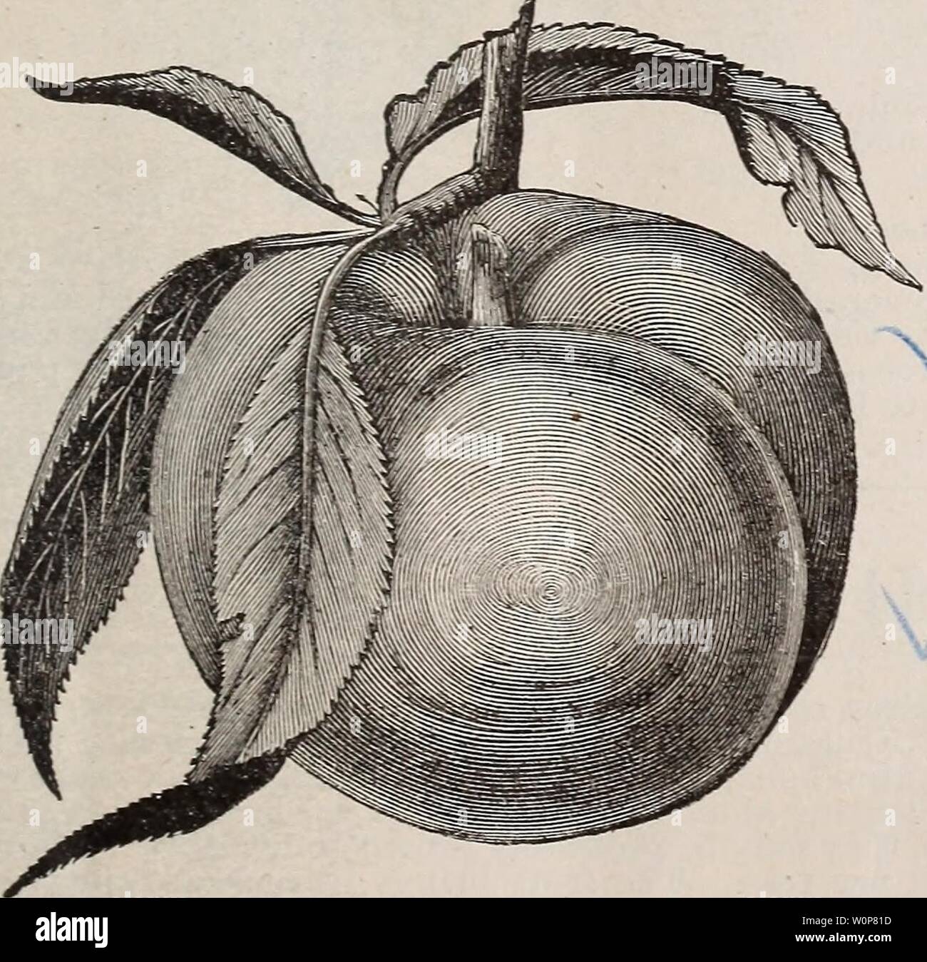 Drawing fruit tree growing from hi-res stock photography and images - Alamy