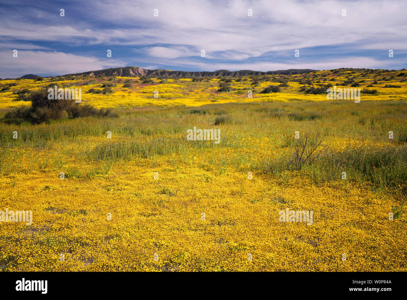 Winter El Nino rains create the spring Super Bloom of 2019 with carpets ...