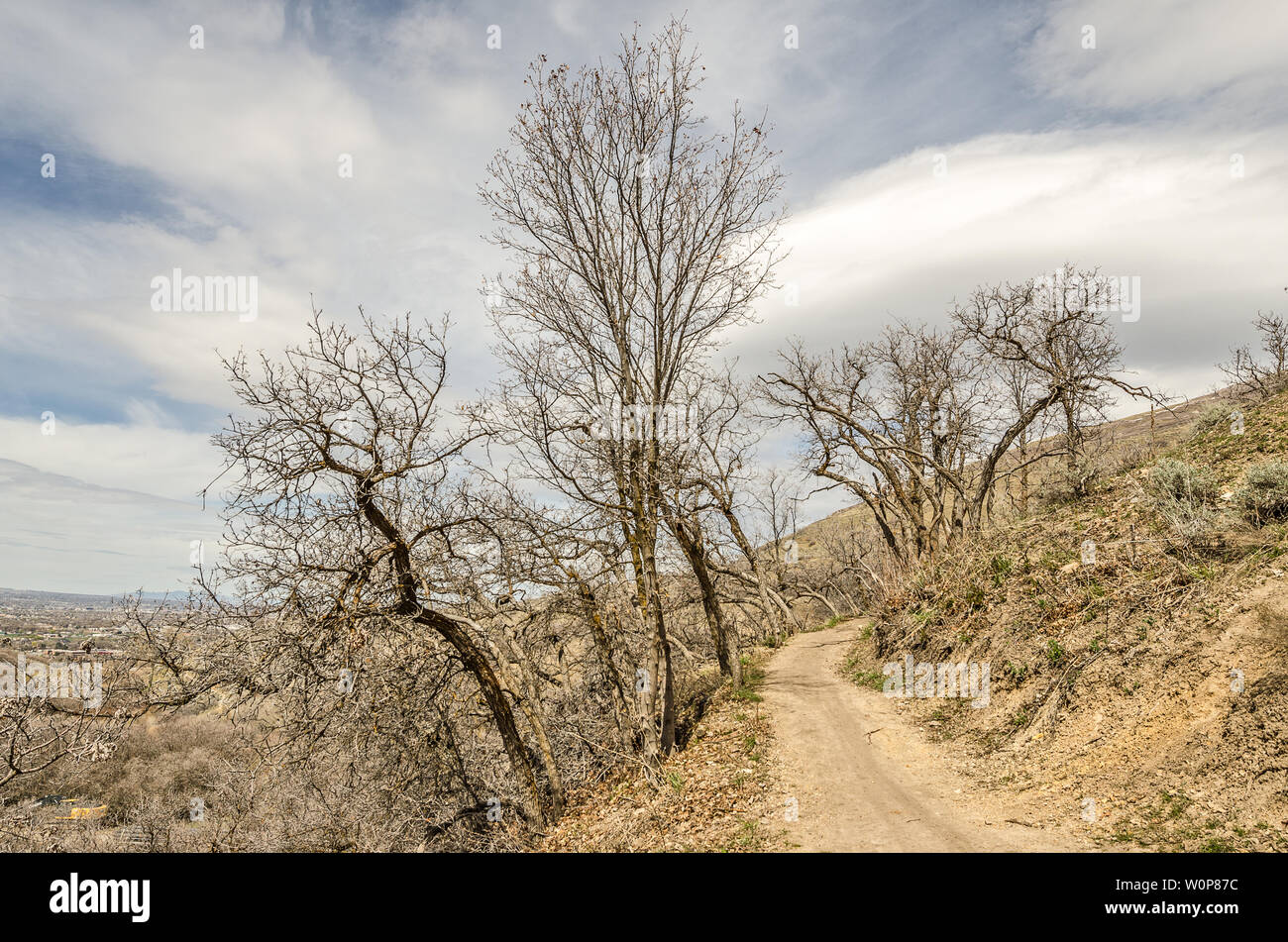 Trees grow in many directions along this beautiful hiking trail. See ...
